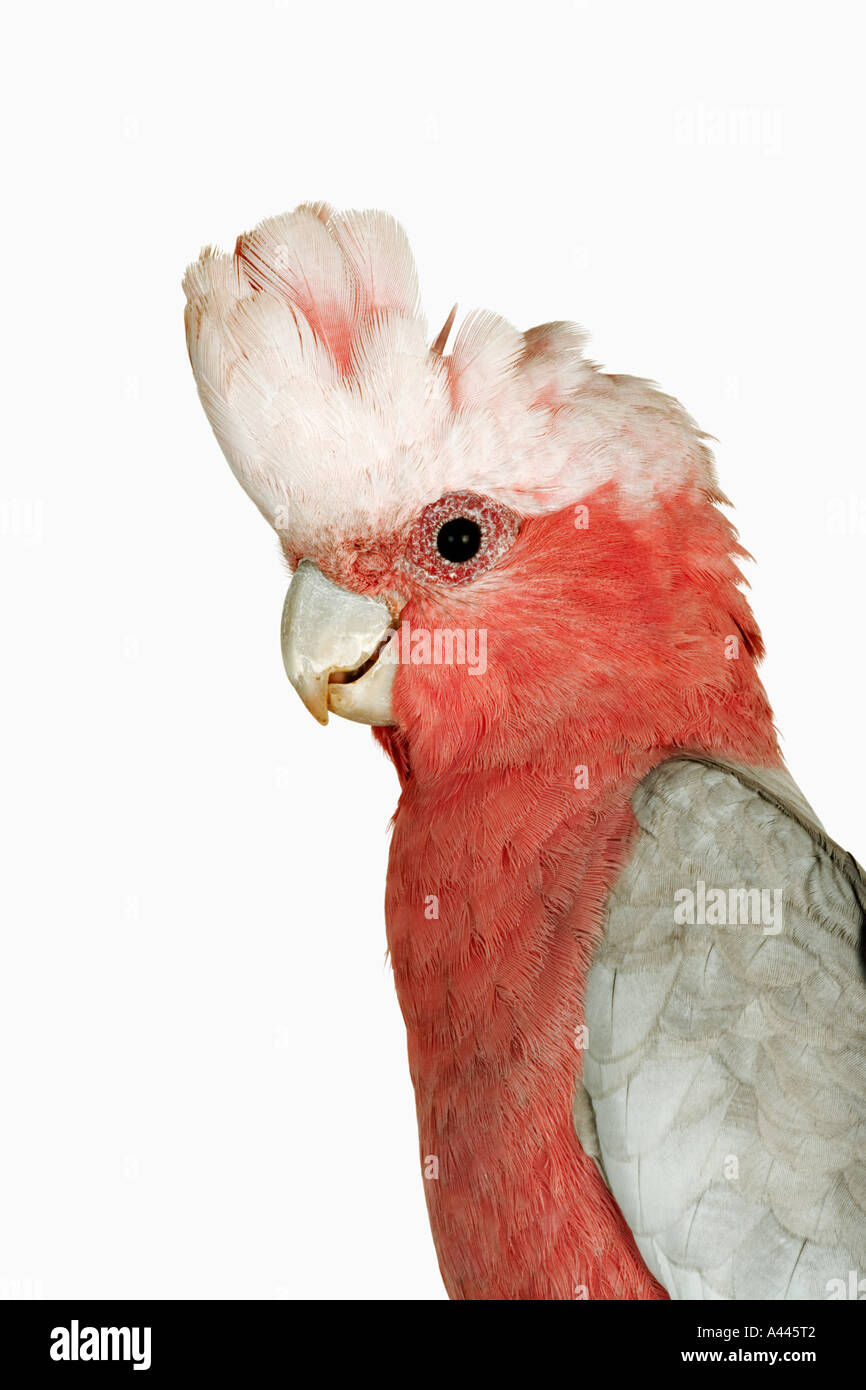 Galah Cockatoo Eolophus roseicapillus Also Roseate or Rose breasted ...