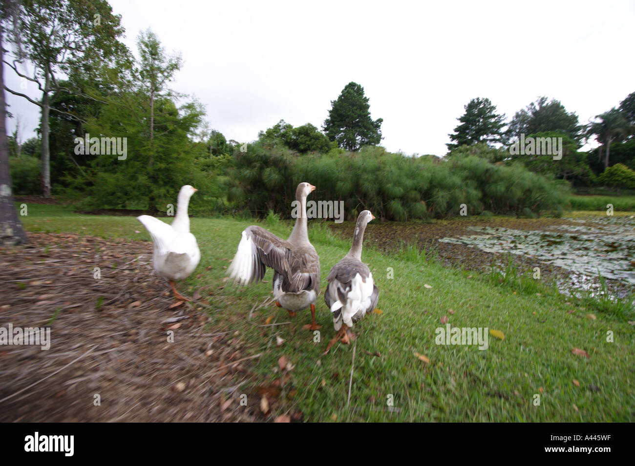 THREE GEESE RUNNING FROM THE CAMERA HORIZONTAL BAPDB5100 Stock Photo ...