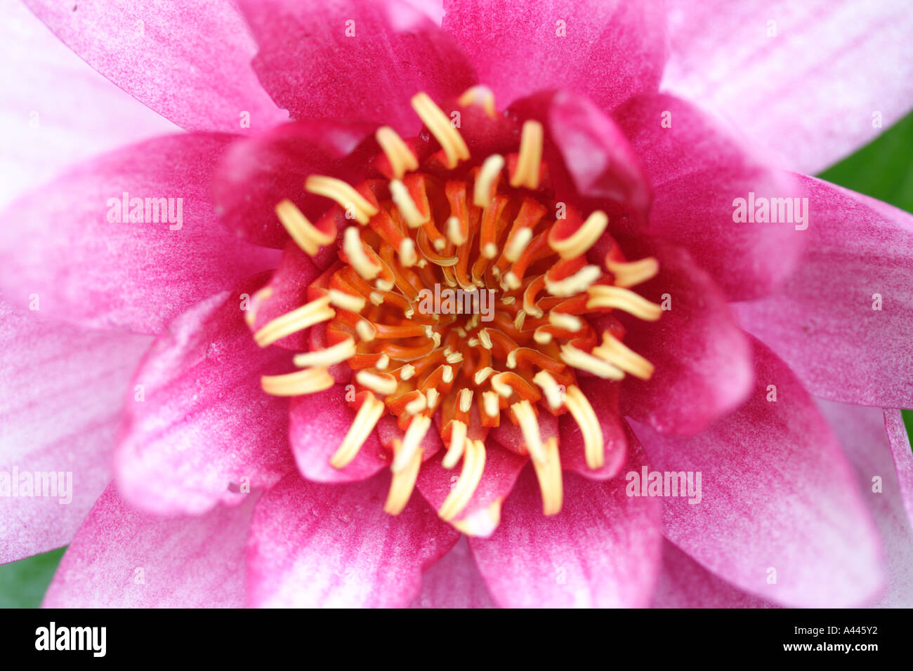 Australian pink water lily hi-res stock photography and images - Alamy