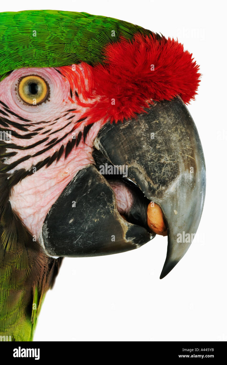 Military Macaw Ara militaris small macaw that's gentle and even ...