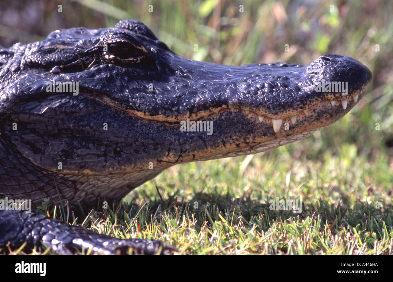 Alligator mississippiensis Shark Valley Stock Photo - Alamy