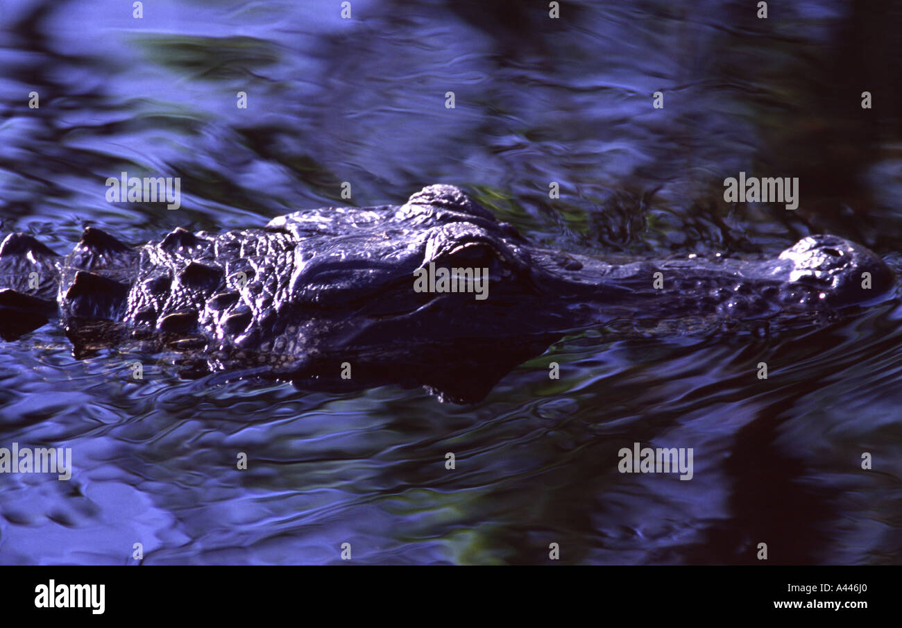 Alligator death roll hi-res stock photography and images - Alamy