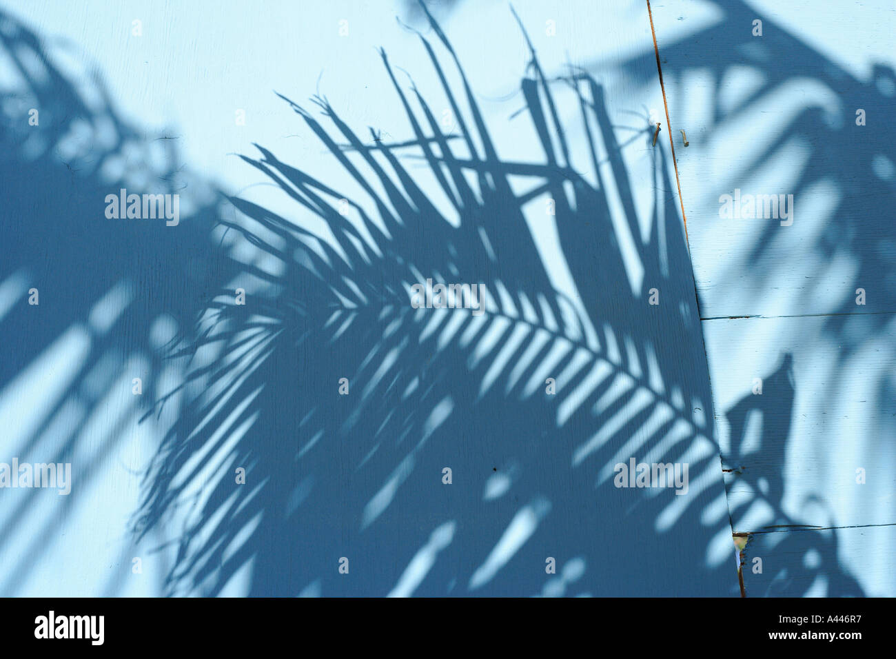 Palm Fronds form shadows on a tropical wall in Mexico at the beach ...