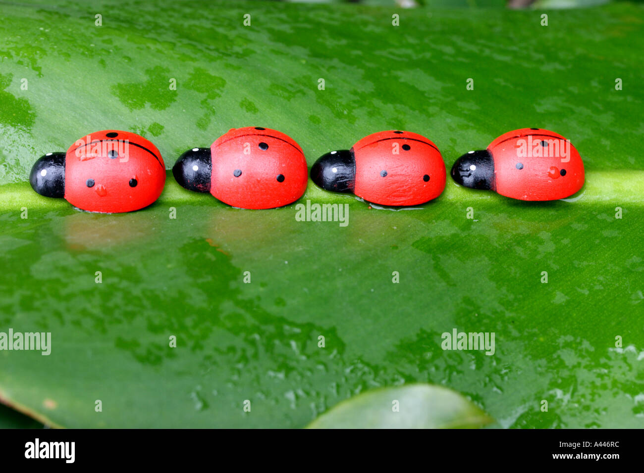 ladybird crawling along a leaf Stock Photo - Alamy