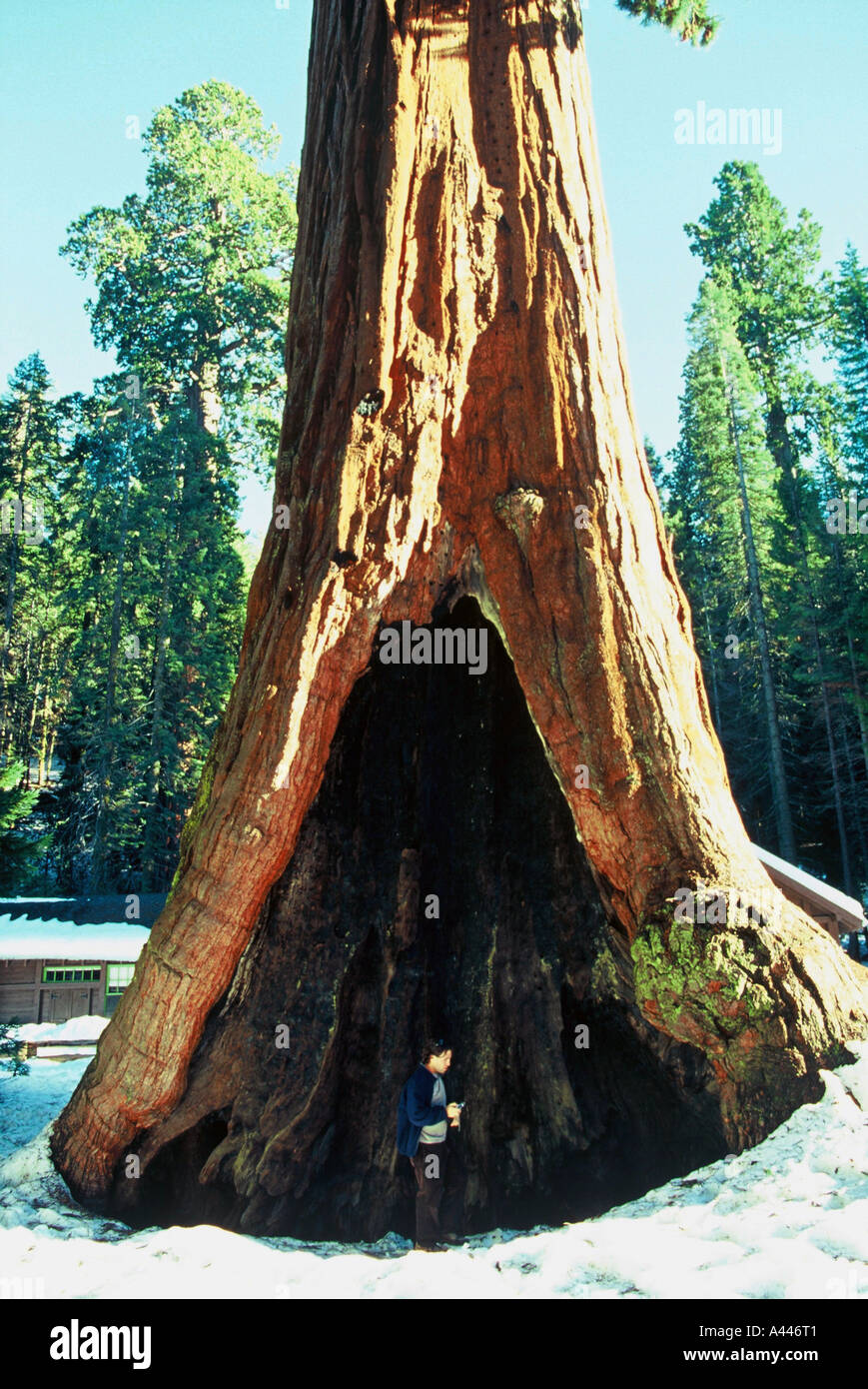 Sequoia growth rings hi-res stock photography and images - Alamy