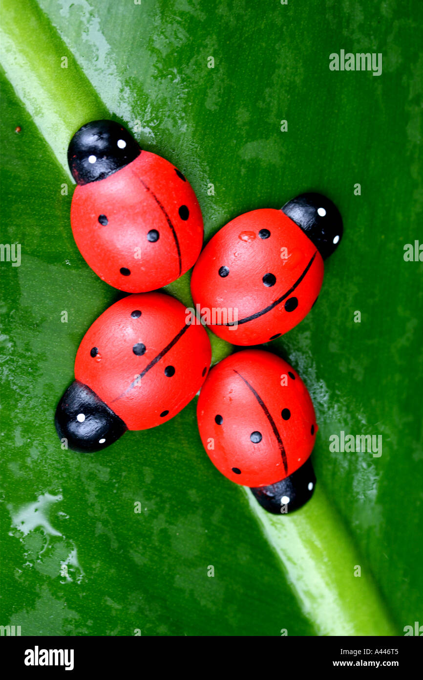ladybird crawling along a leaf vertical Stock Photo - Alamy