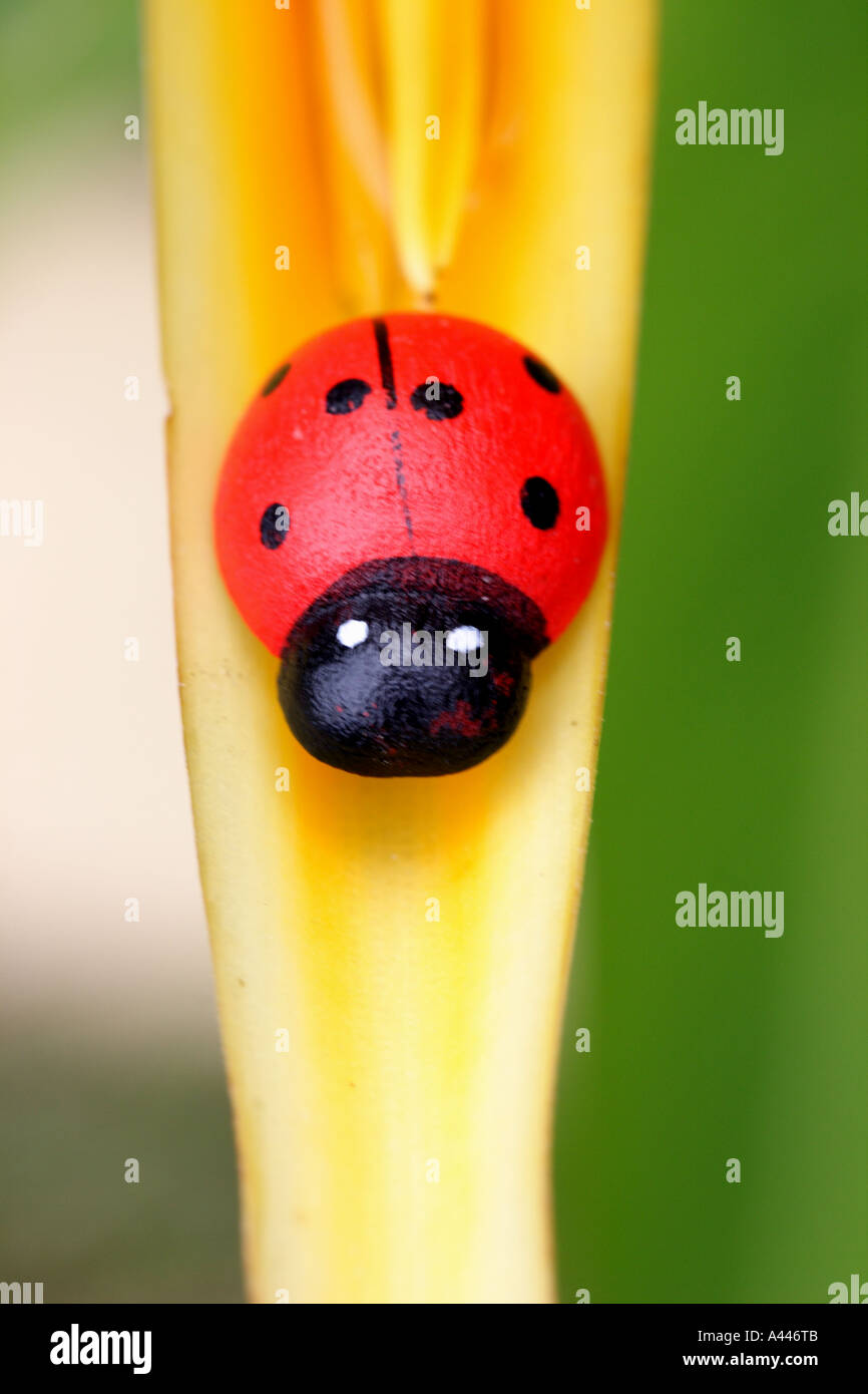 ladybird crawling along a leaf vertical Stock Photo - Alamy