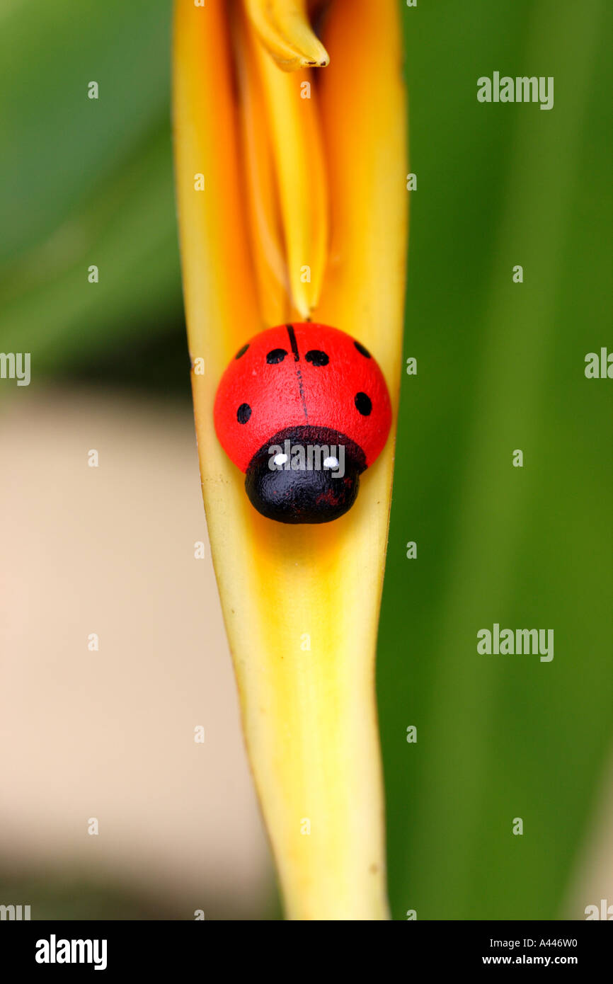 ladybird crawling along a leaf vertical Stock Photo - Alamy