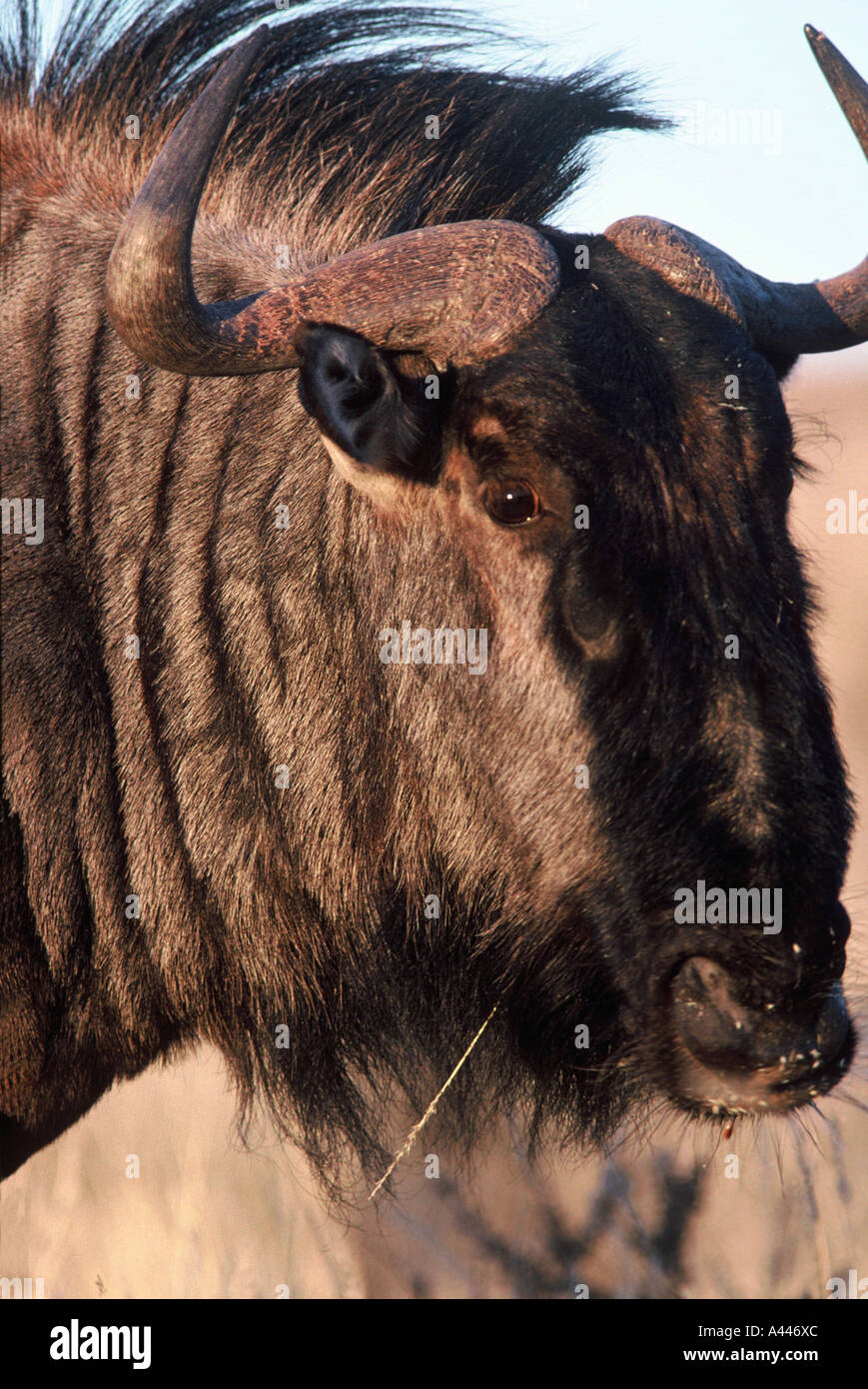 Connochaetus taurinus taurinus hi-res stock photography and images - Alamy