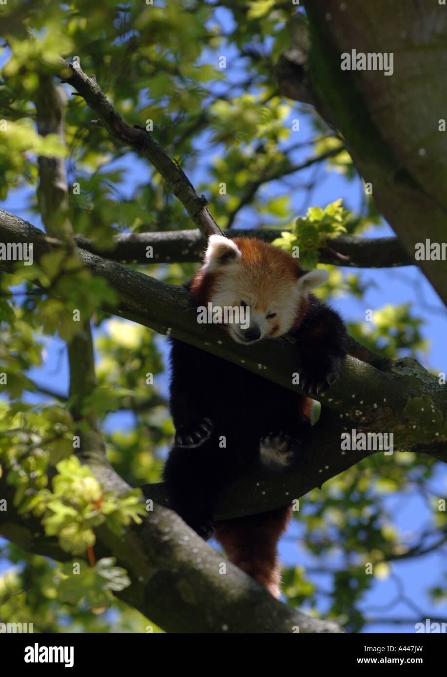 A Red Panda stares down from a tree at Chester Zoo Stock Photo - Alamy