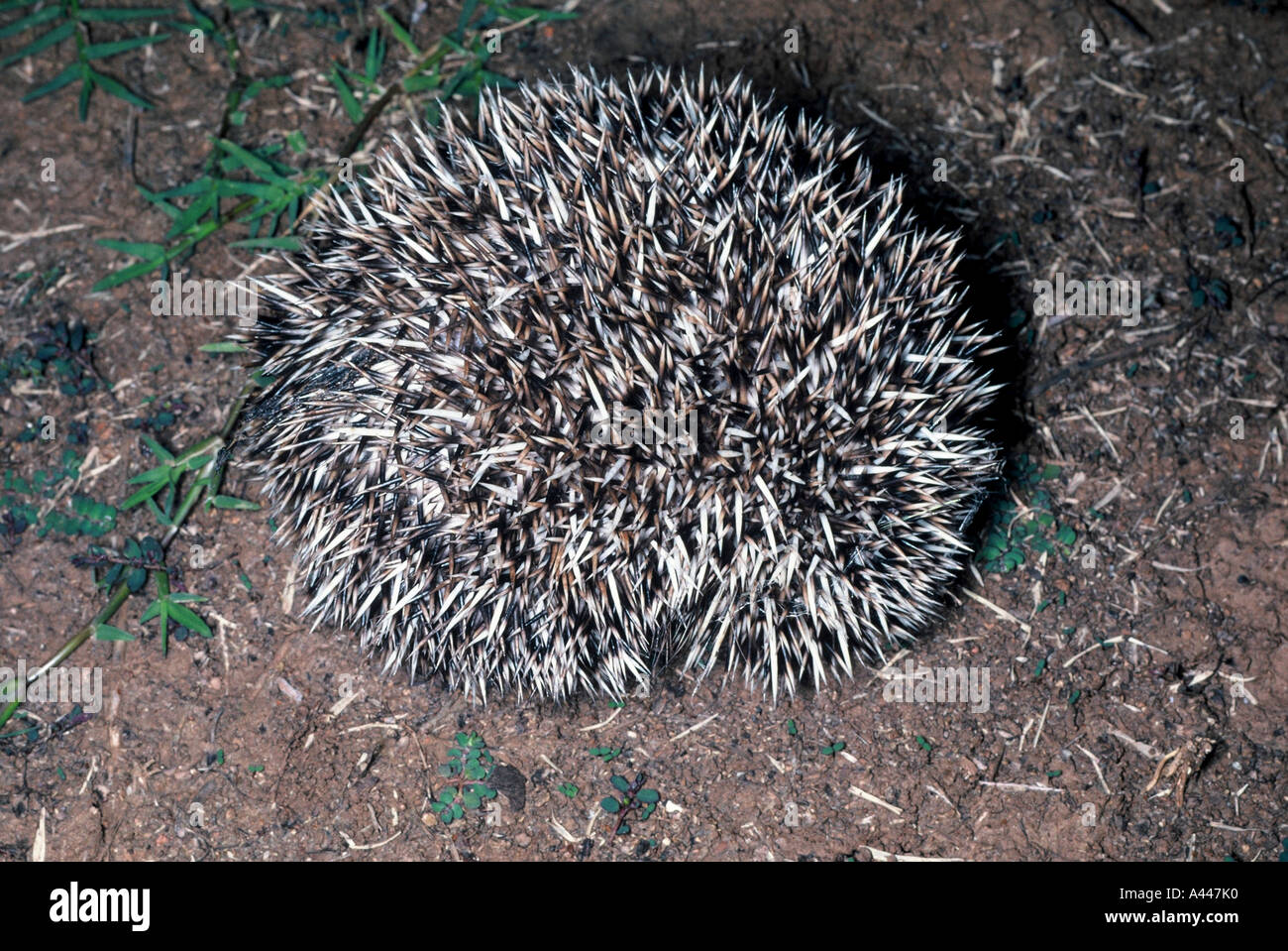 South African Hedgehog Atelerix frontalis Stock Photo - Alamy