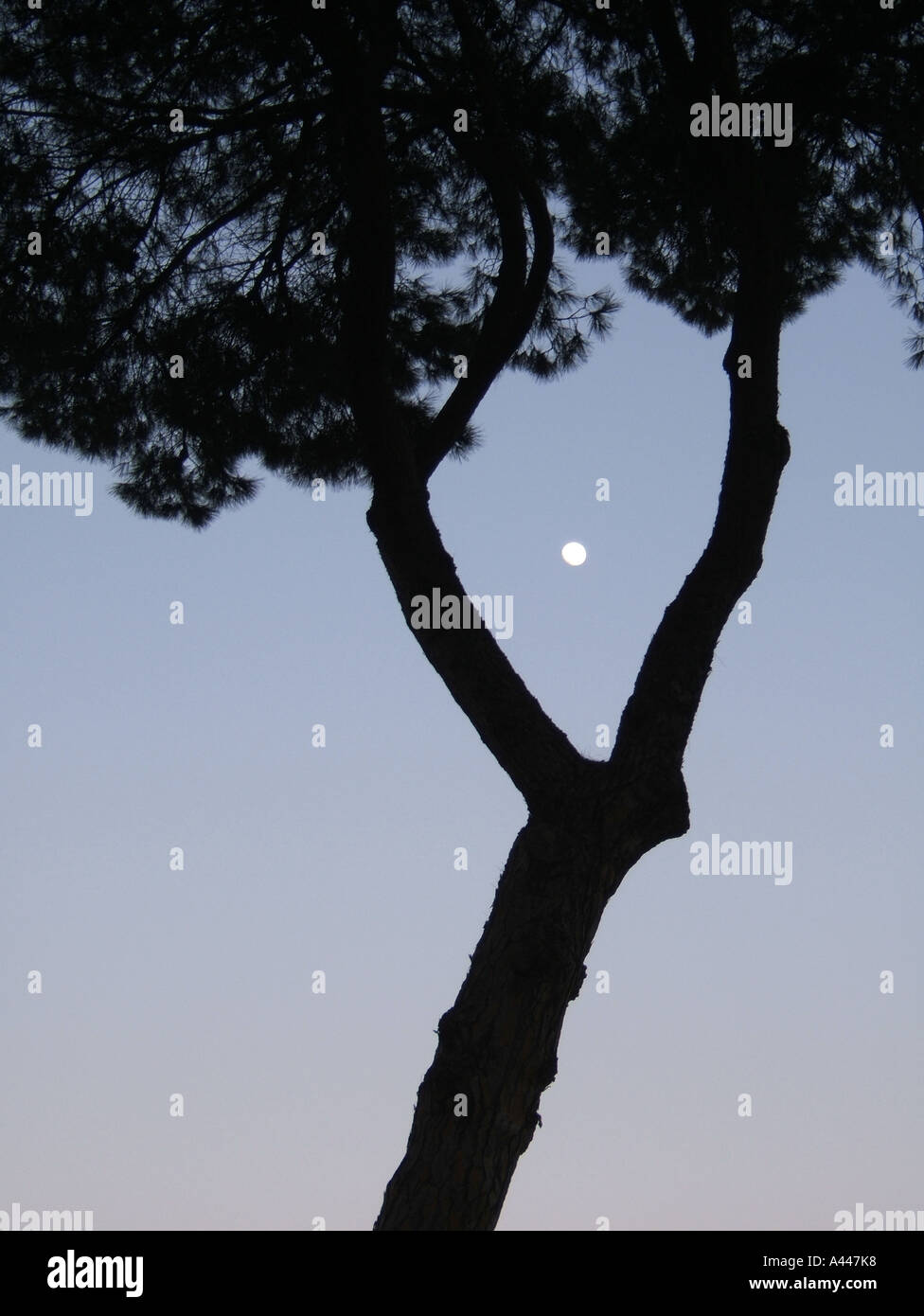 pine tree and moon Stock Photo - Alamy