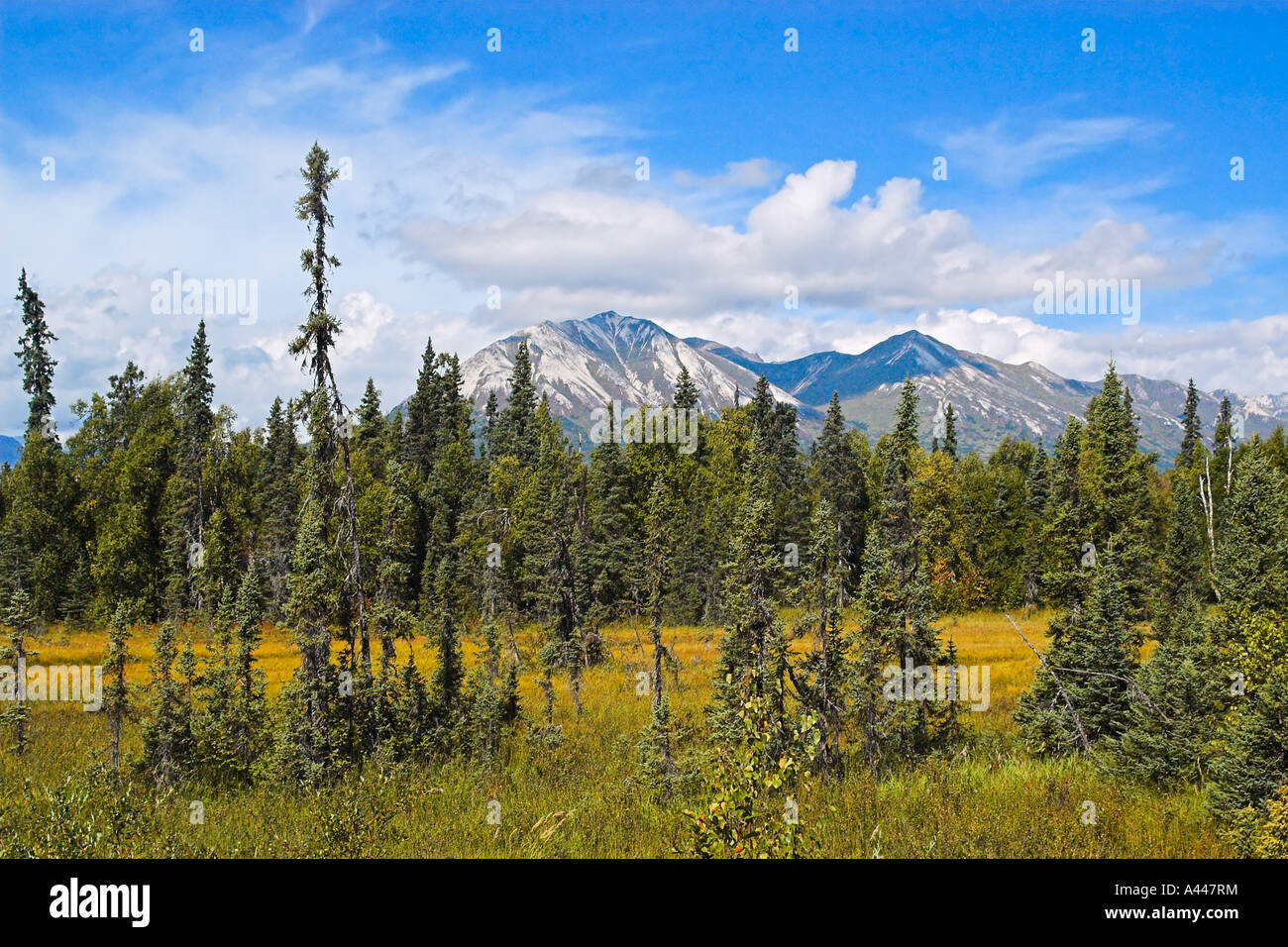Tundra and black spruce trees with mountains of the Alaska Range beyond ...