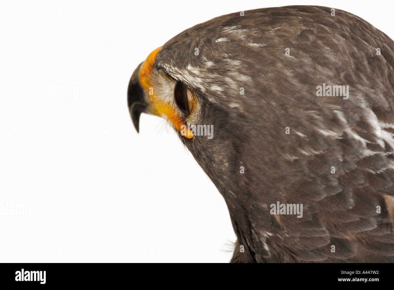 Jackal Buzzard Buteo rufofuscus have very good eye sight and strong ...