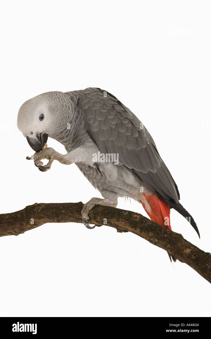 African grey parrot flock hi-res stock photography and images - Alamy