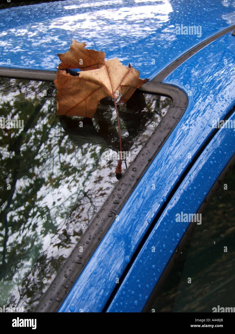 fallen leaf on car windscreen Stock Photo - Alamy