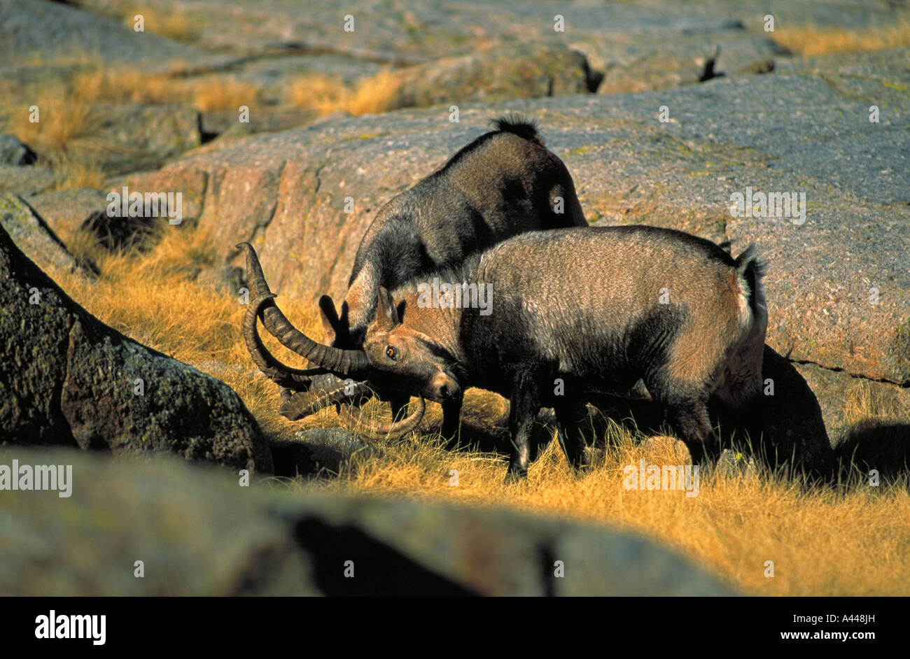 Umps hi-res stock photography and images - Alamy
