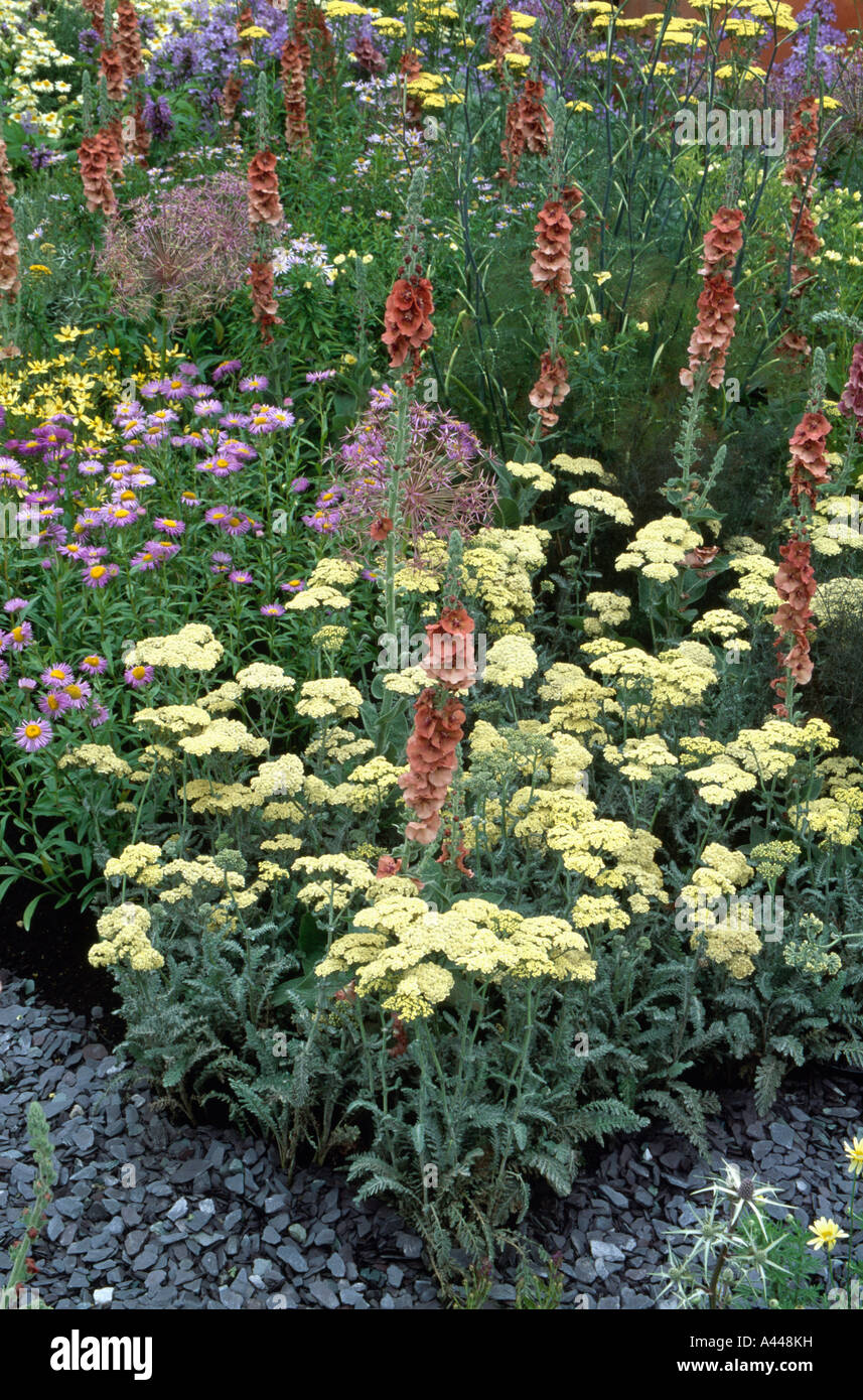 Summer garden border with yellow achillea, purple erigeron and pink ...