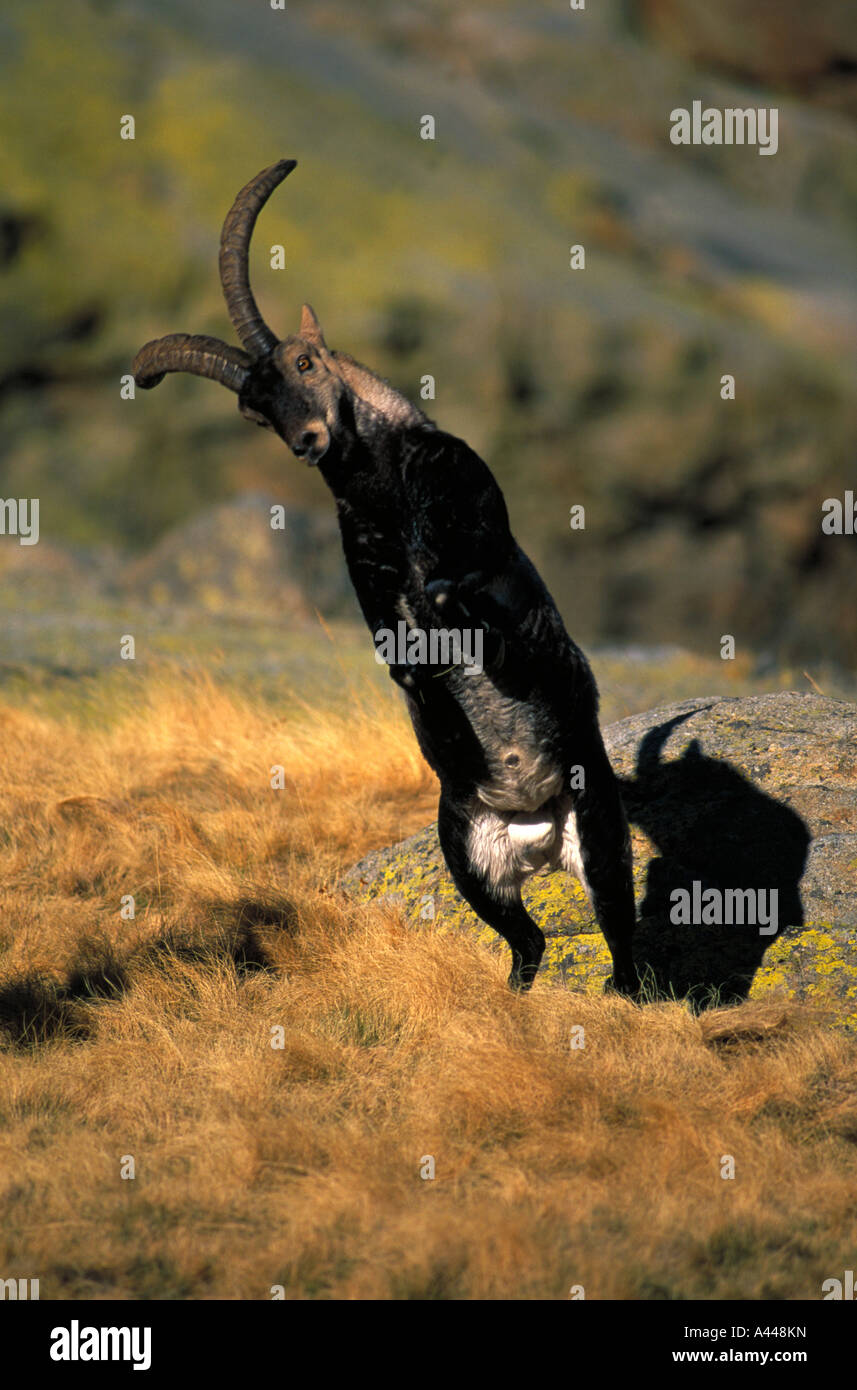 Spanish Ibex Capra pyrenaica victoriae Males in rut fighting Spain IUCN ...