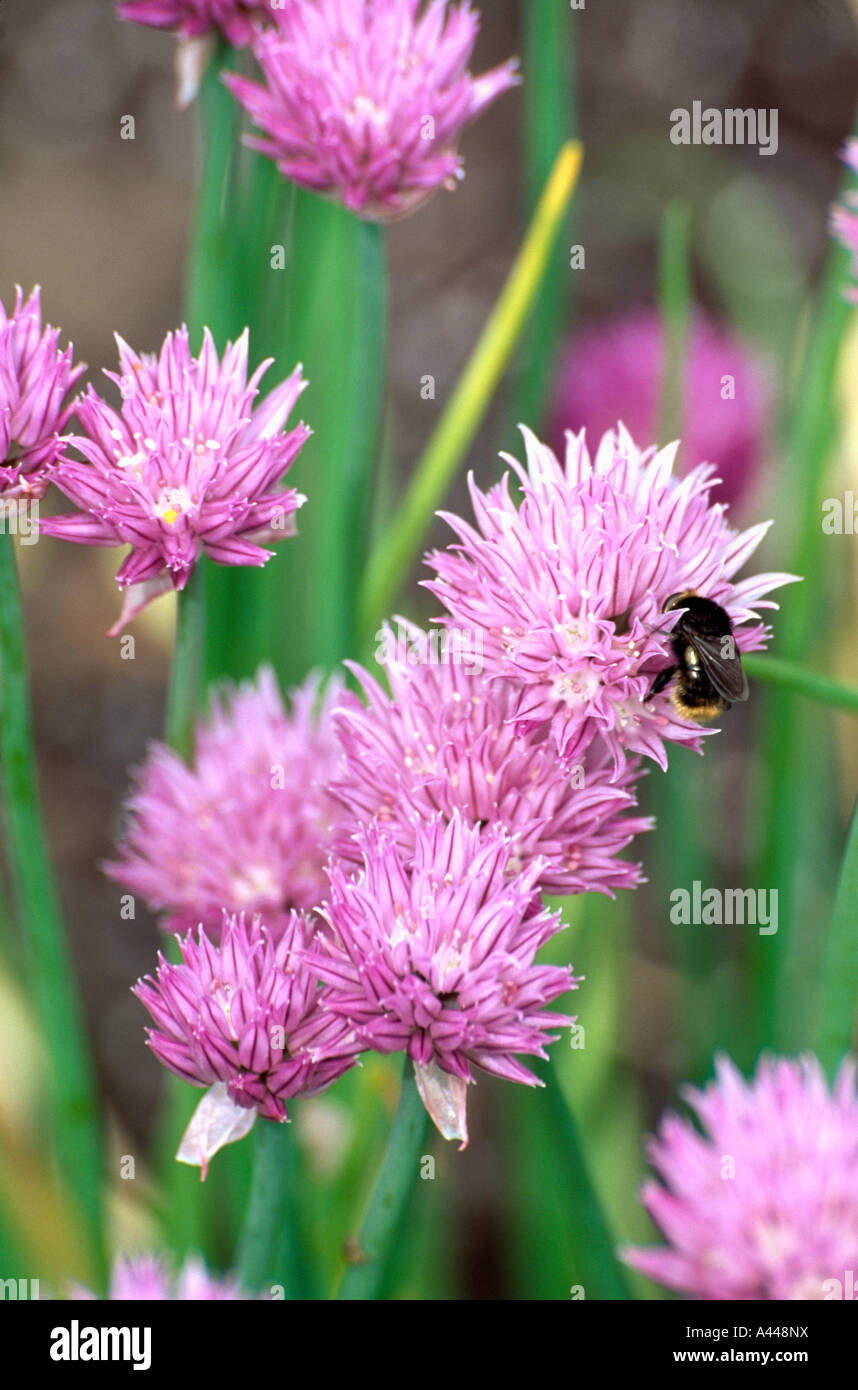 Close-up of bee on pink chive flowers Stock Photo - Alamy