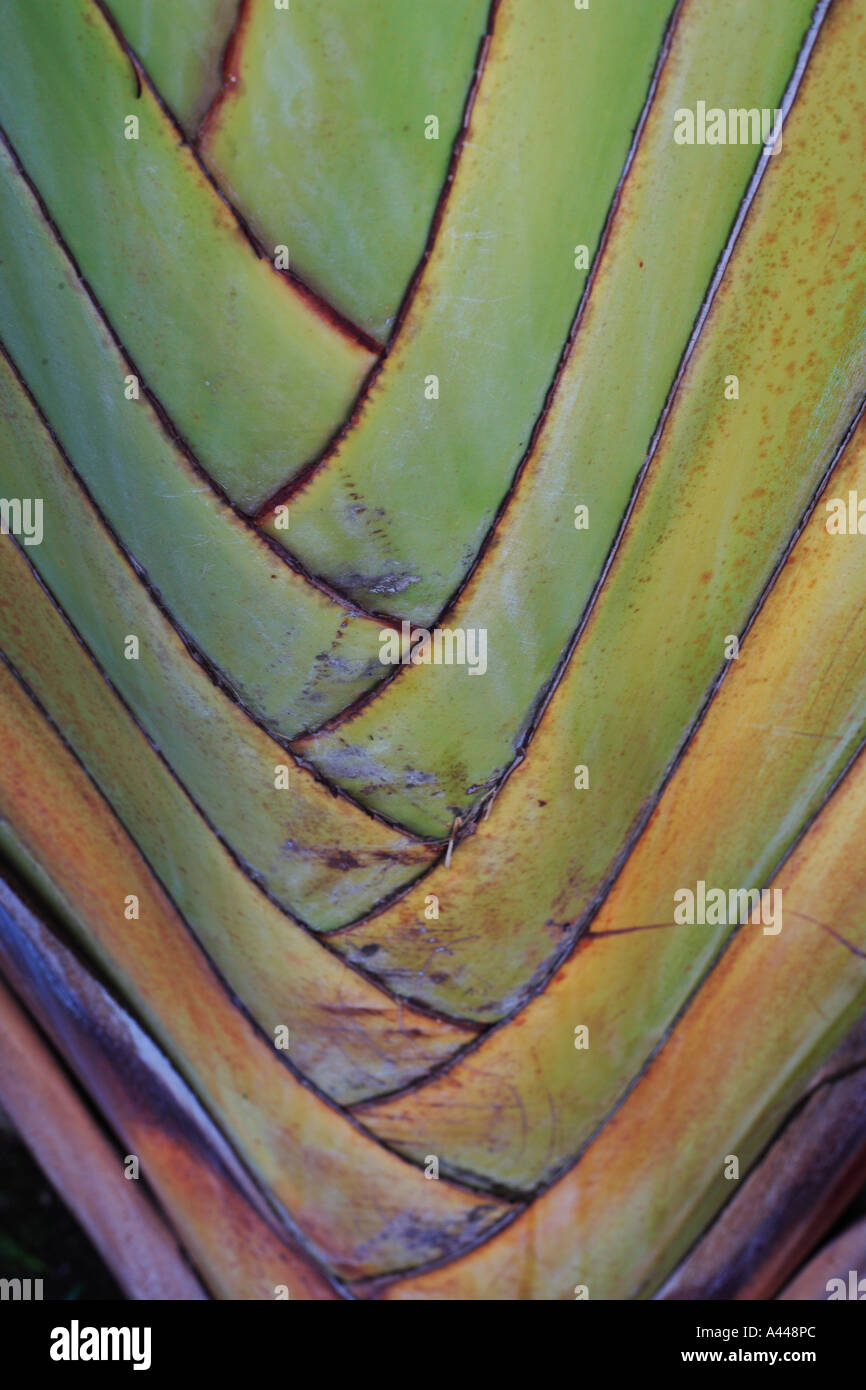 Tropical plant palm plant detail Stock Photo - Alamy