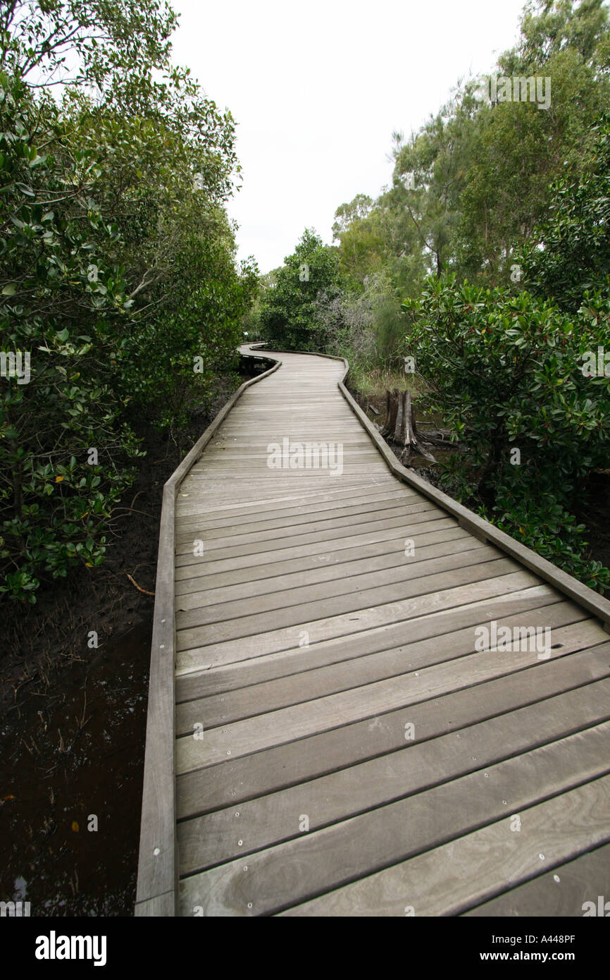 BOARDWALK THROUGH WETLANDS CALOUNDRA SUNSHINE COAST QUEENSLAND ...