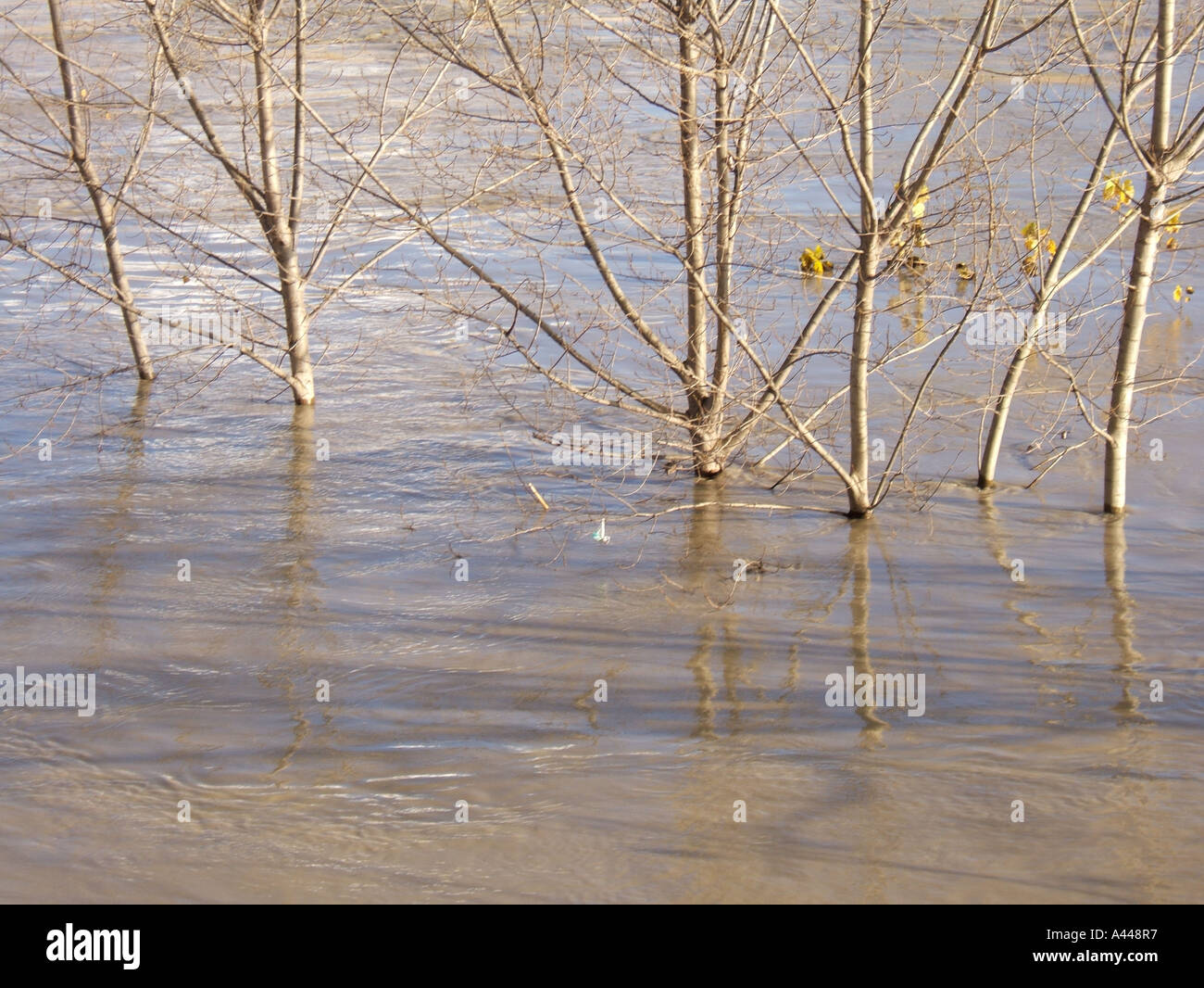 trees in flood water Stock Photo - Alamy