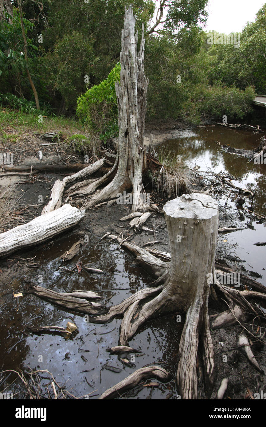 Habitat of treed area hi-res stock photography and images - Alamy