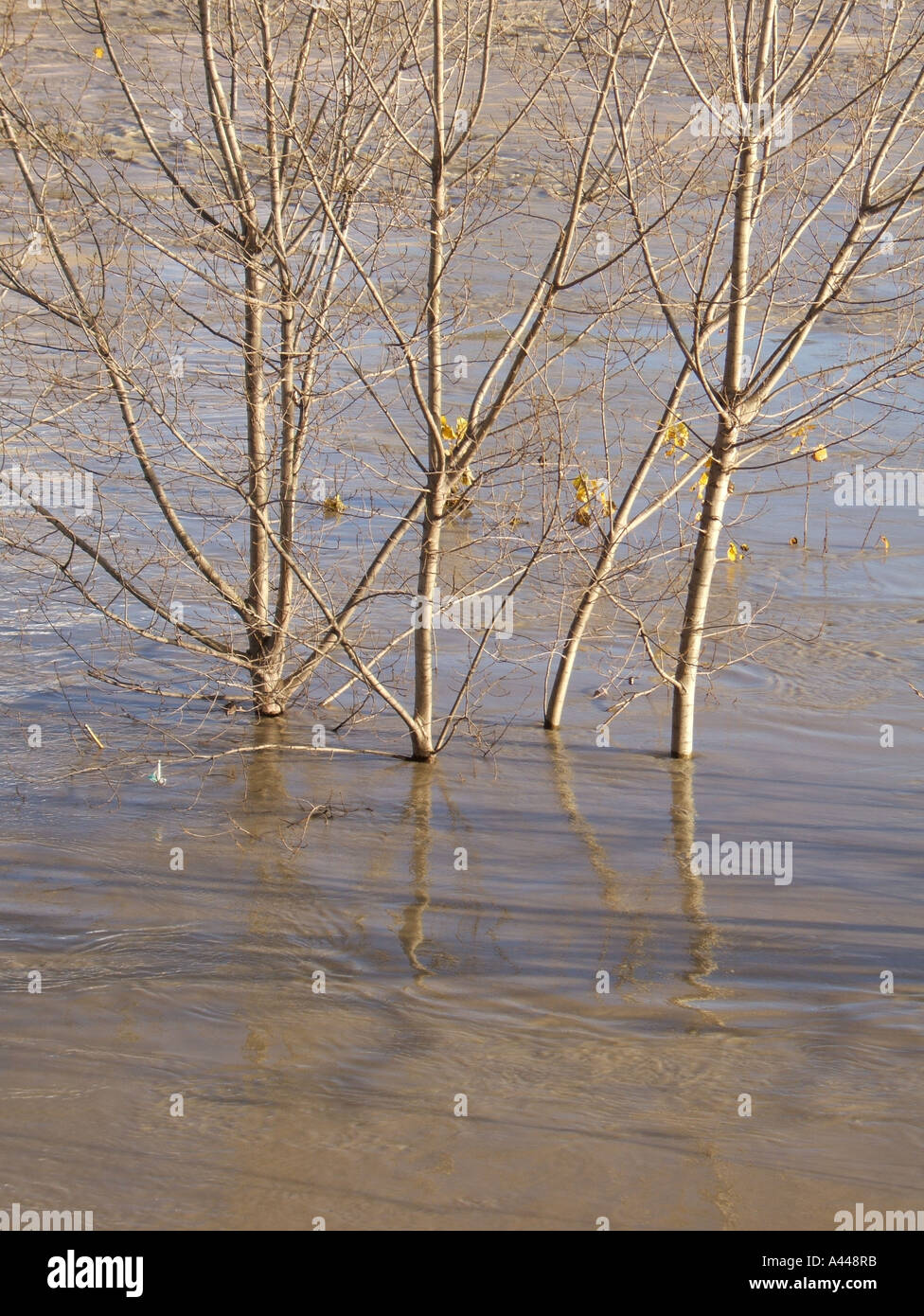 trees in flood water Stock Photo - Alamy