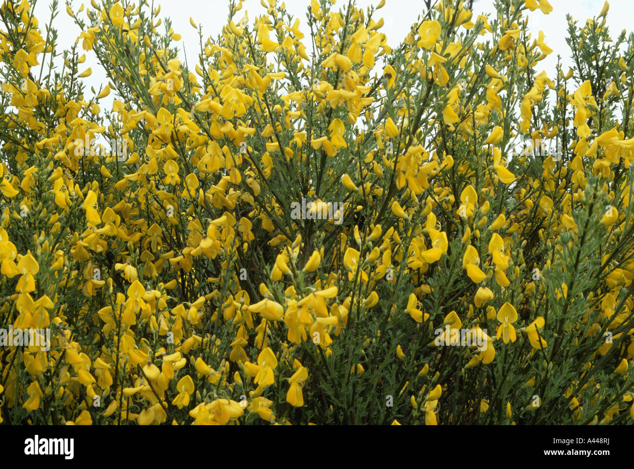 Close-up of yellow genista Stock Photo - Alamy