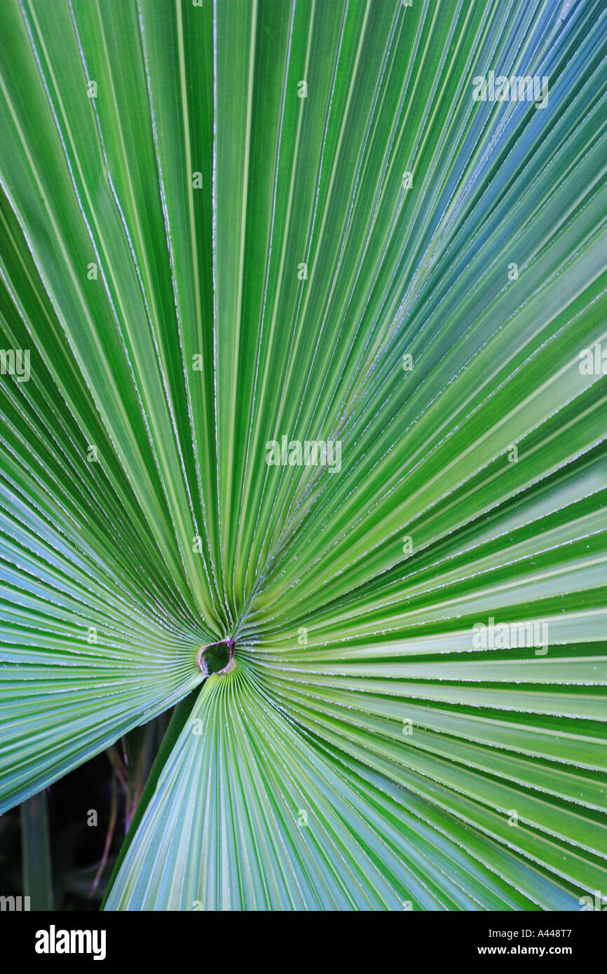 Detail of a Mexican Palm Plant Yucca fronds forming pattern Stock Photo ...