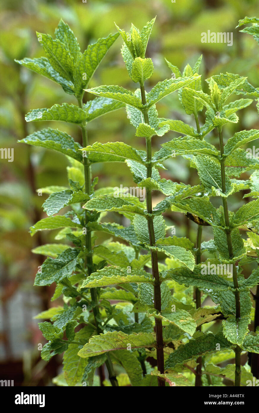 Close-up of mint leaves Stock Photo - Alamy