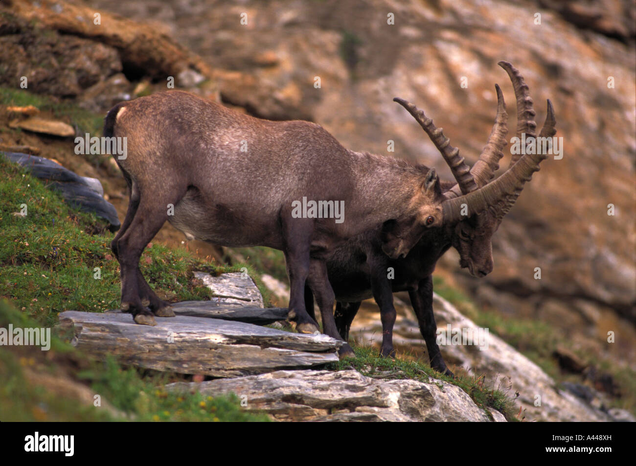 Ibex fighting males hi-res stock photography and images - Alamy