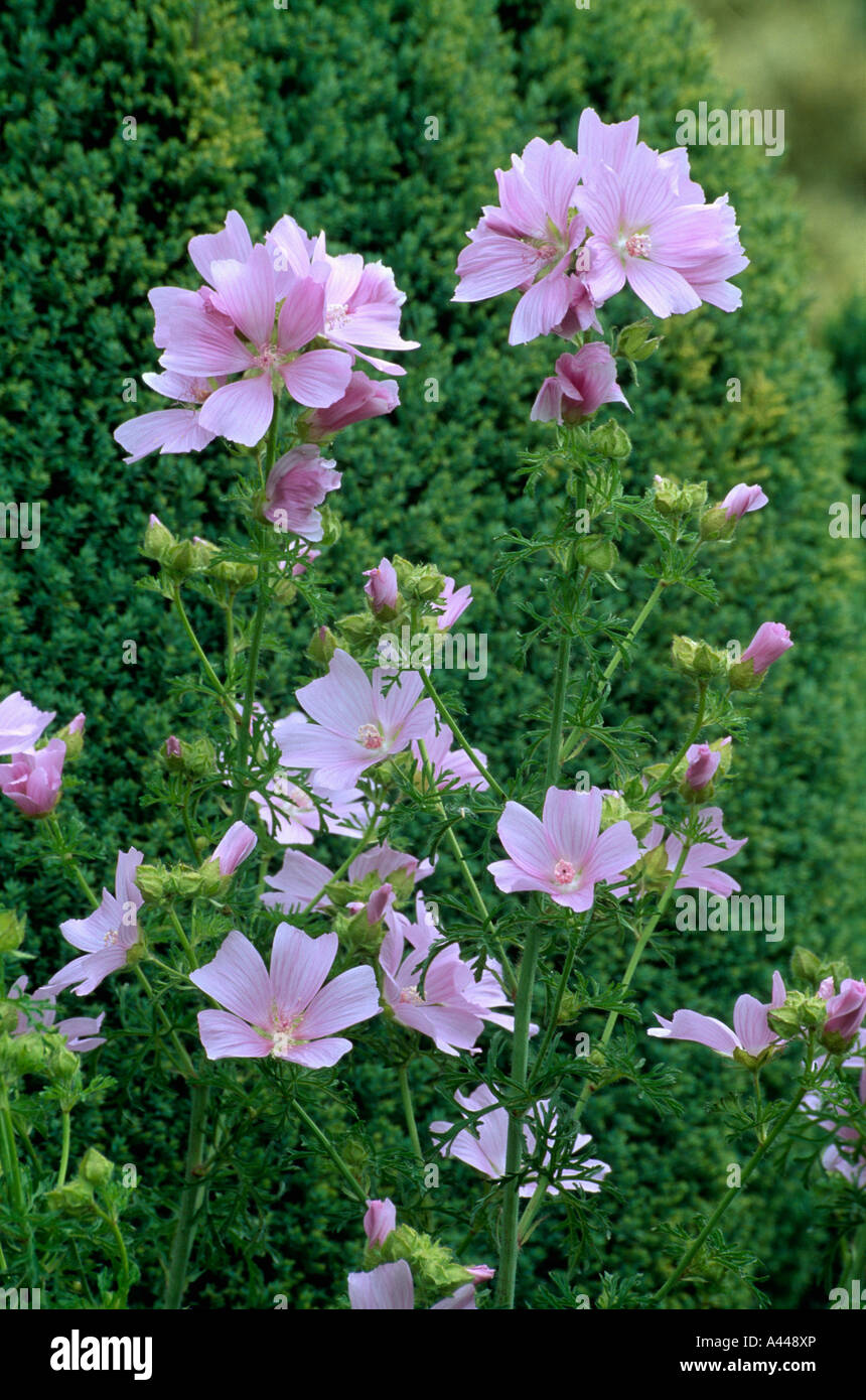 Close-up of pink mallow flowers Stock Photo - Alamy