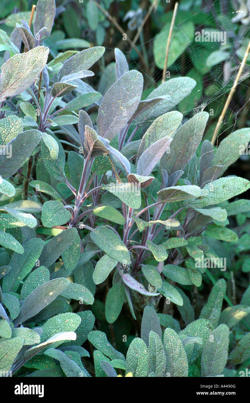 Close-up of common sage leaves Stock Photo - Alamy