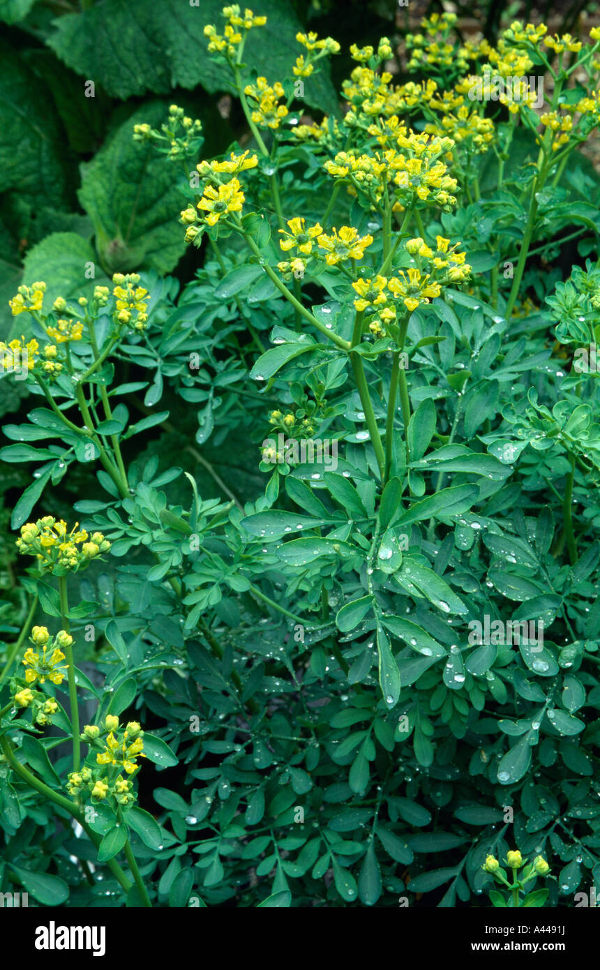 Close-up of herb rue Stock Photo - Alamy