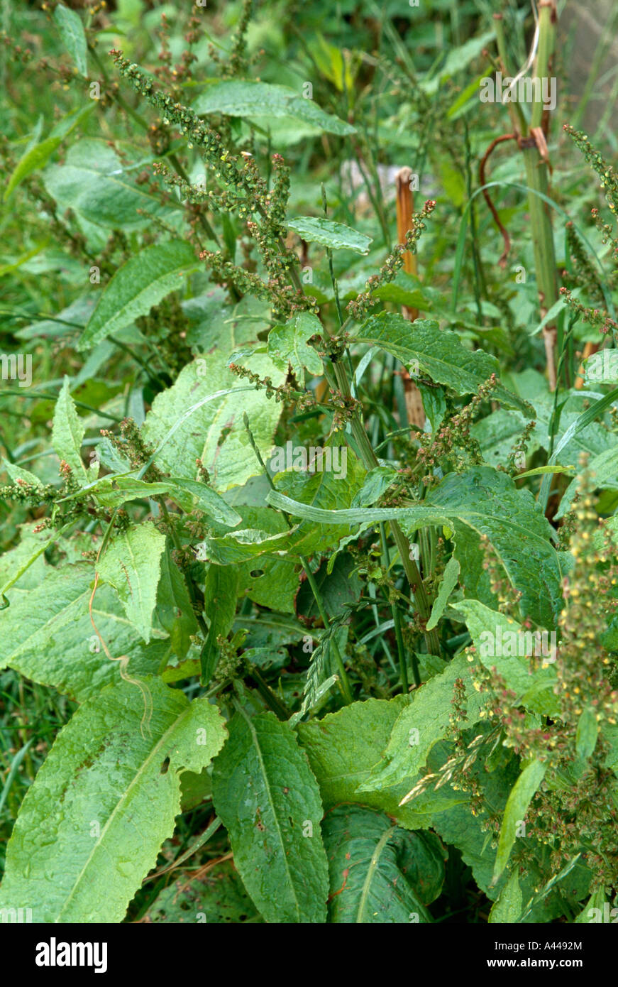 Backyard dock hi-res stock photography and images - Alamy