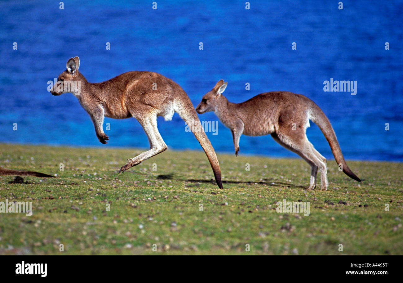 Eastern Grey Kangaroos Macropus giganteus Tasmania Australia Stock Photo - Alamy