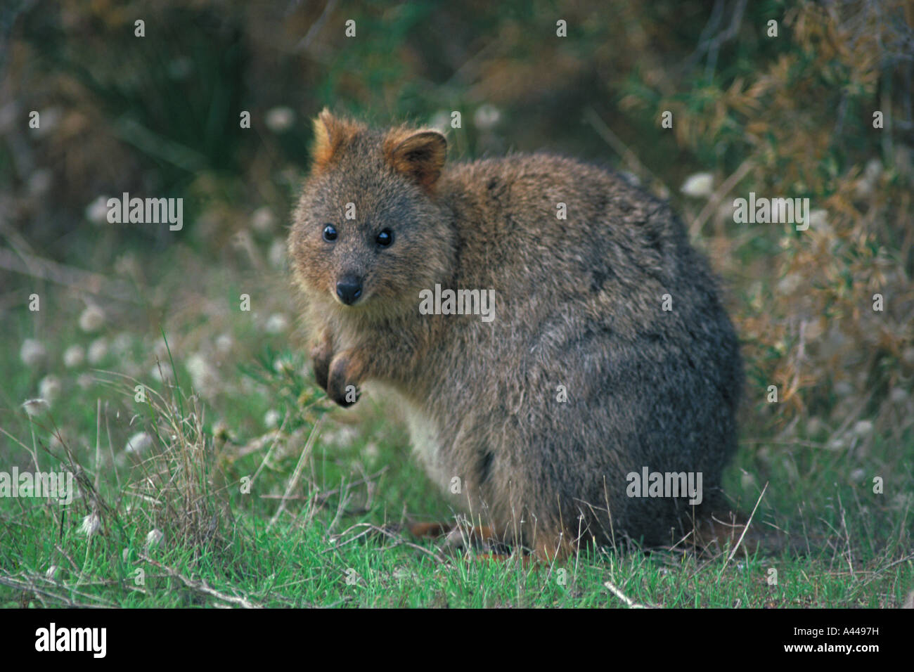 Quokka setonix braqchyurus Western Australia Australia Marsupial ...