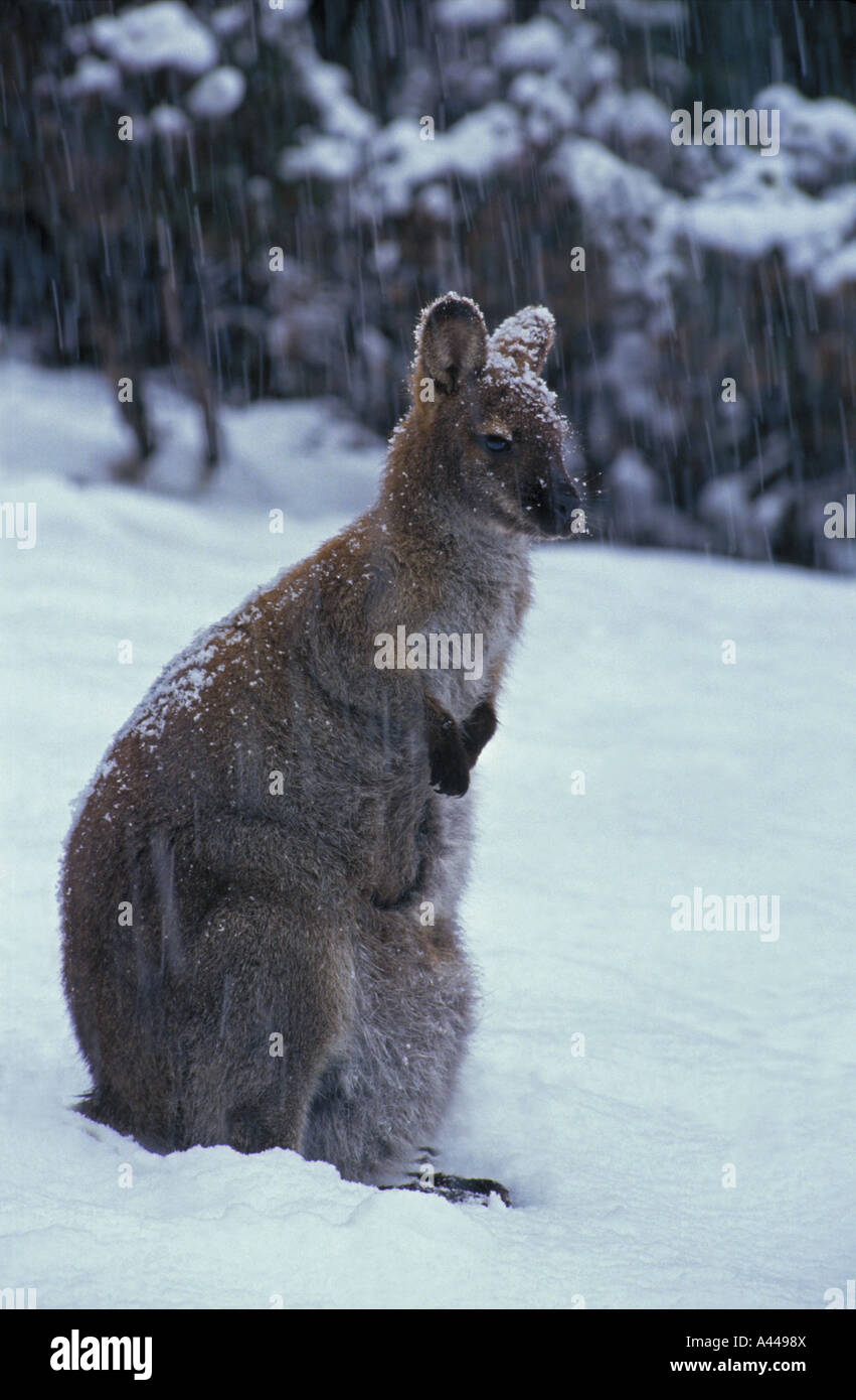 Red necked Wallaby Macropus rufogriseus in Snow Stock Photo - Alamy