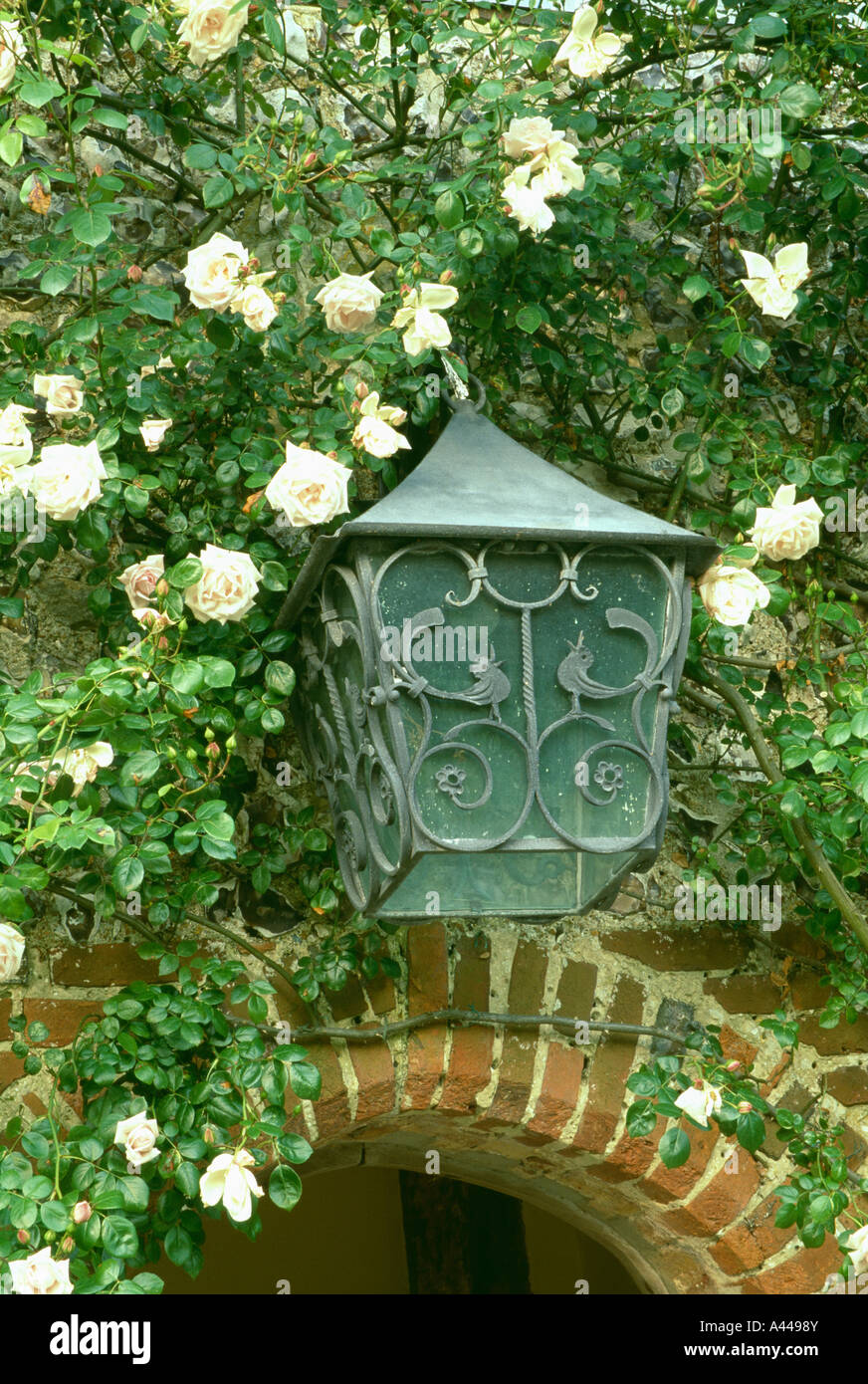 Close-up of lantern above arch with climbing white rose Stock Photo - Alamy