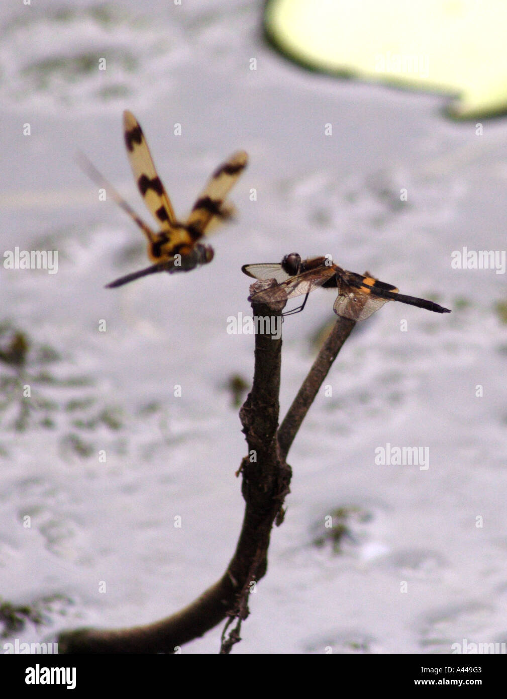 Eat other insects wildlife hi-res stock photography and images - Alamy