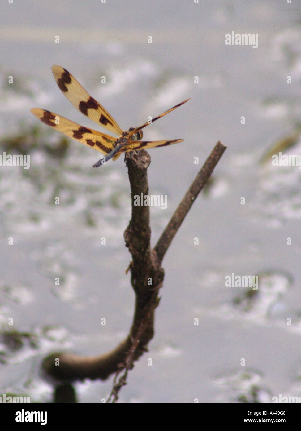 Six gills hi-res stock photography and images - Alamy