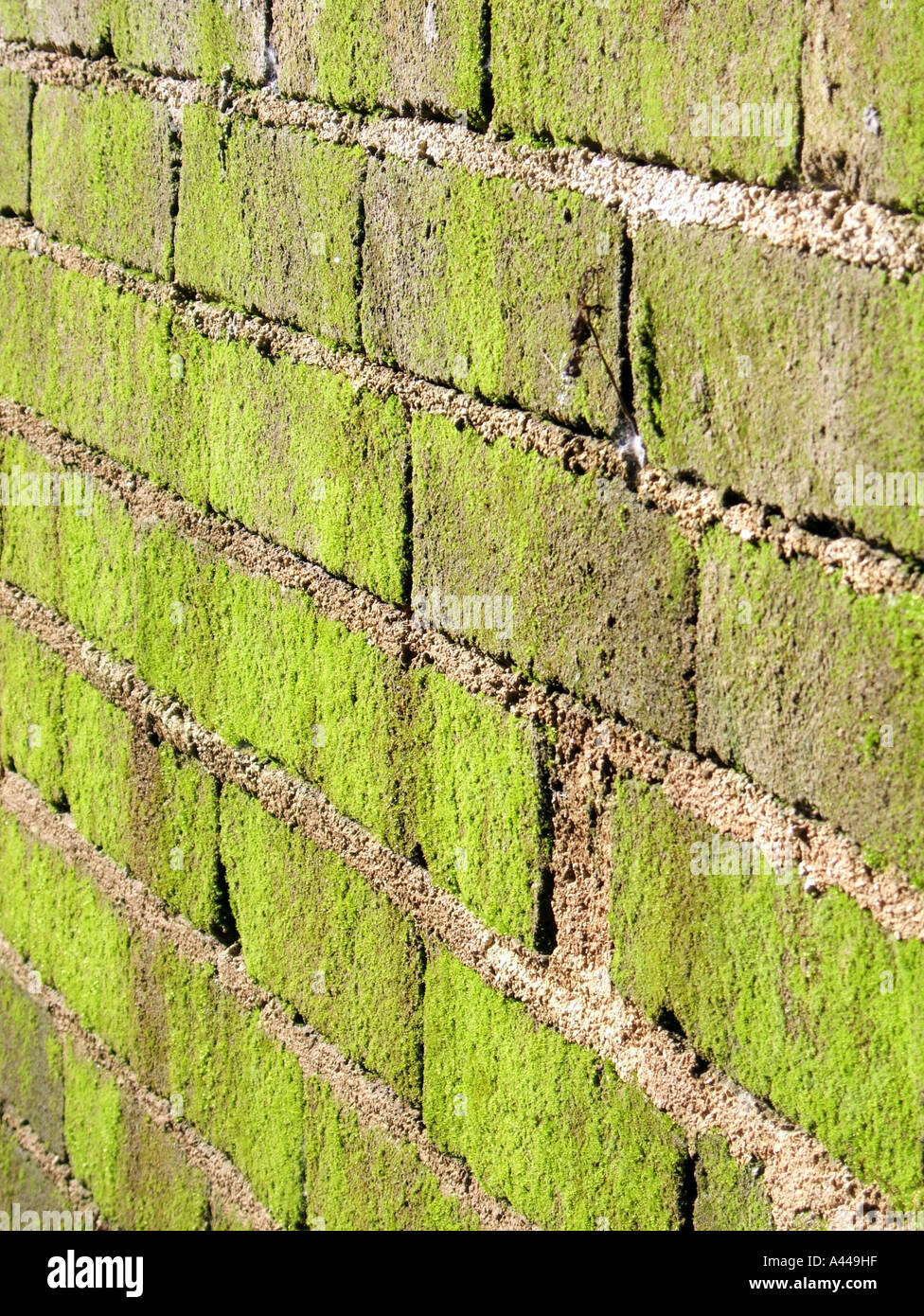 wall covered with damp moss Stock Photo - Alamy