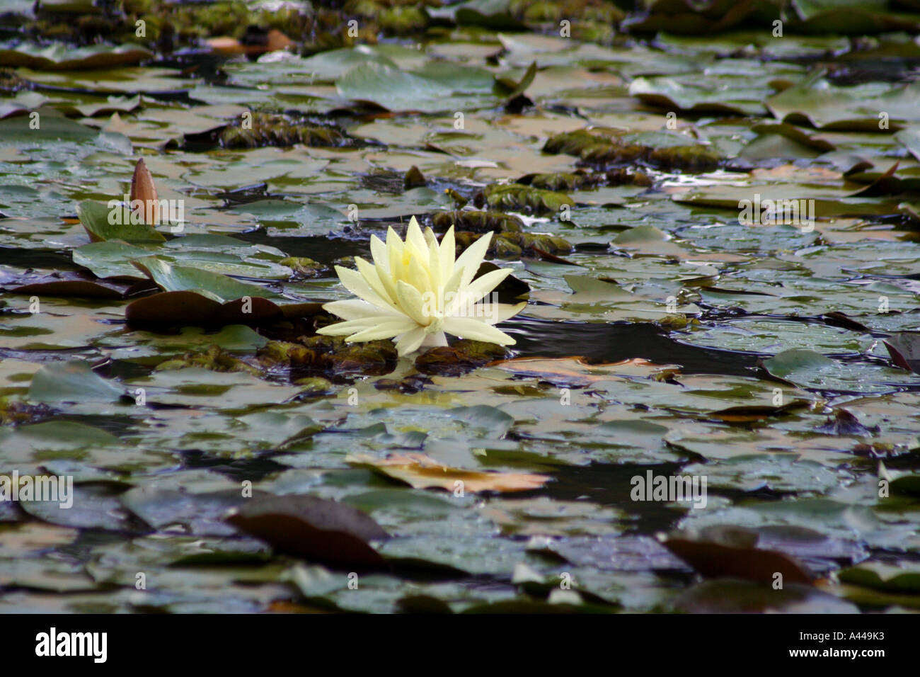 NYMPHAEA MEXICANA FAMILY NYMPHAEACEAE Stock Photo - Alamy