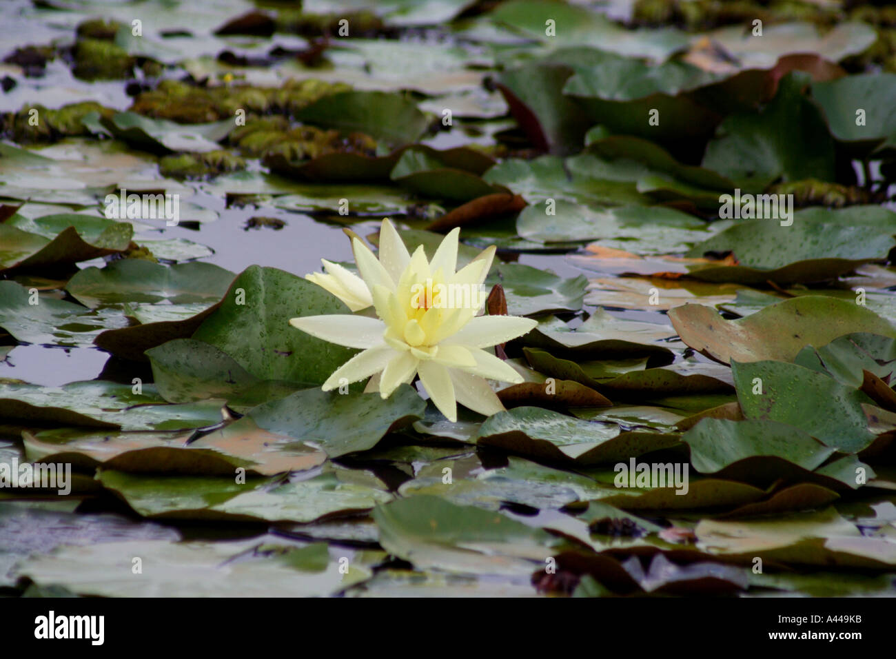 NYMPHAEA MEXICANA FAMILY NYMPHAEACEAE Stock Photo - Alamy