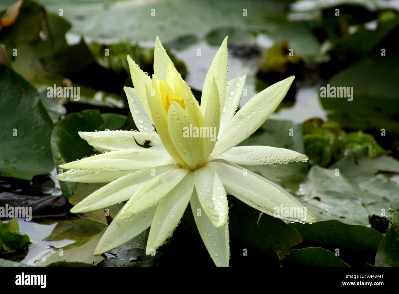 NYMPHAEA MEXICANA FAMILY NYMPHAEACEAE Stock Photo - Alamy