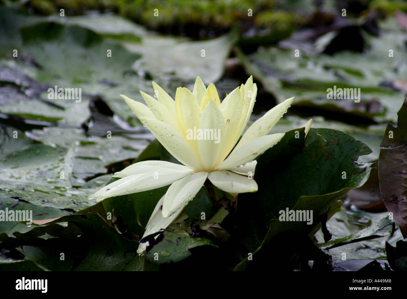Waterlily nymphaea mexicana hi-res stock photography and images - Alamy