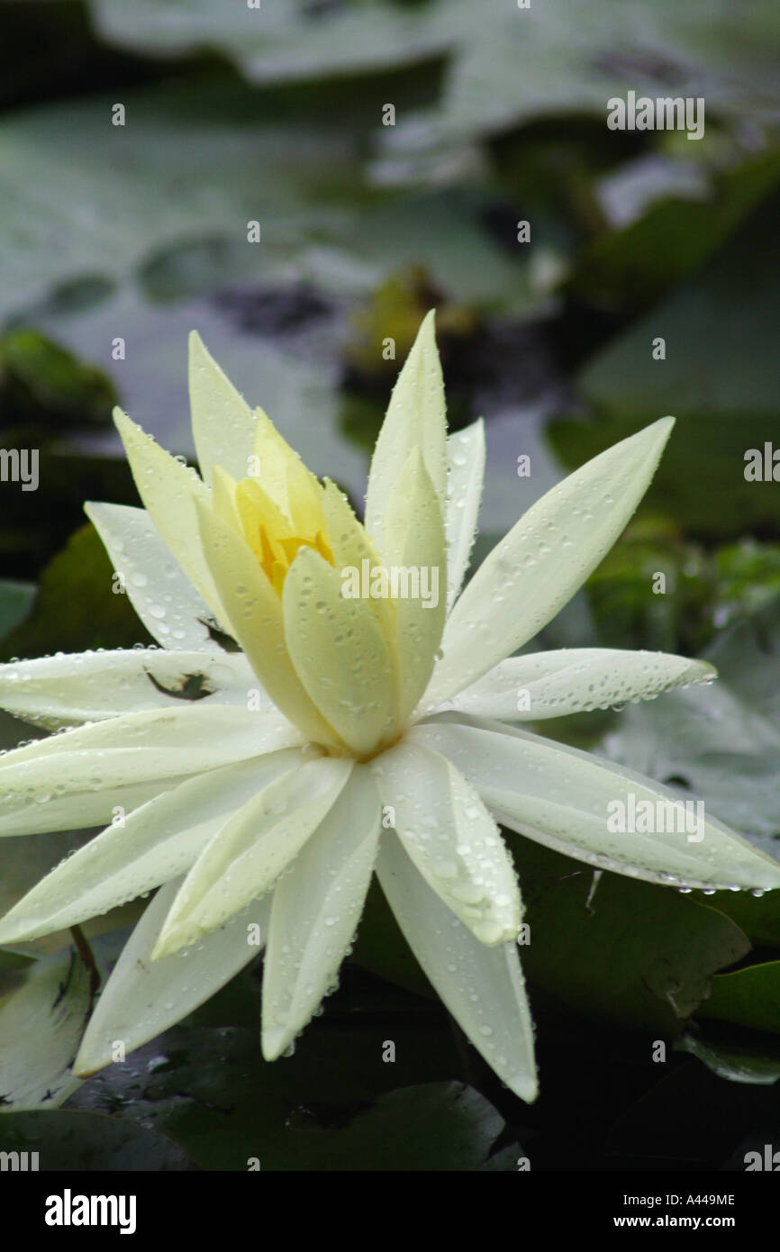 NYMPHAEA MEXICANA FAMILY NYMPHAEACEAE Stock Photo - Alamy