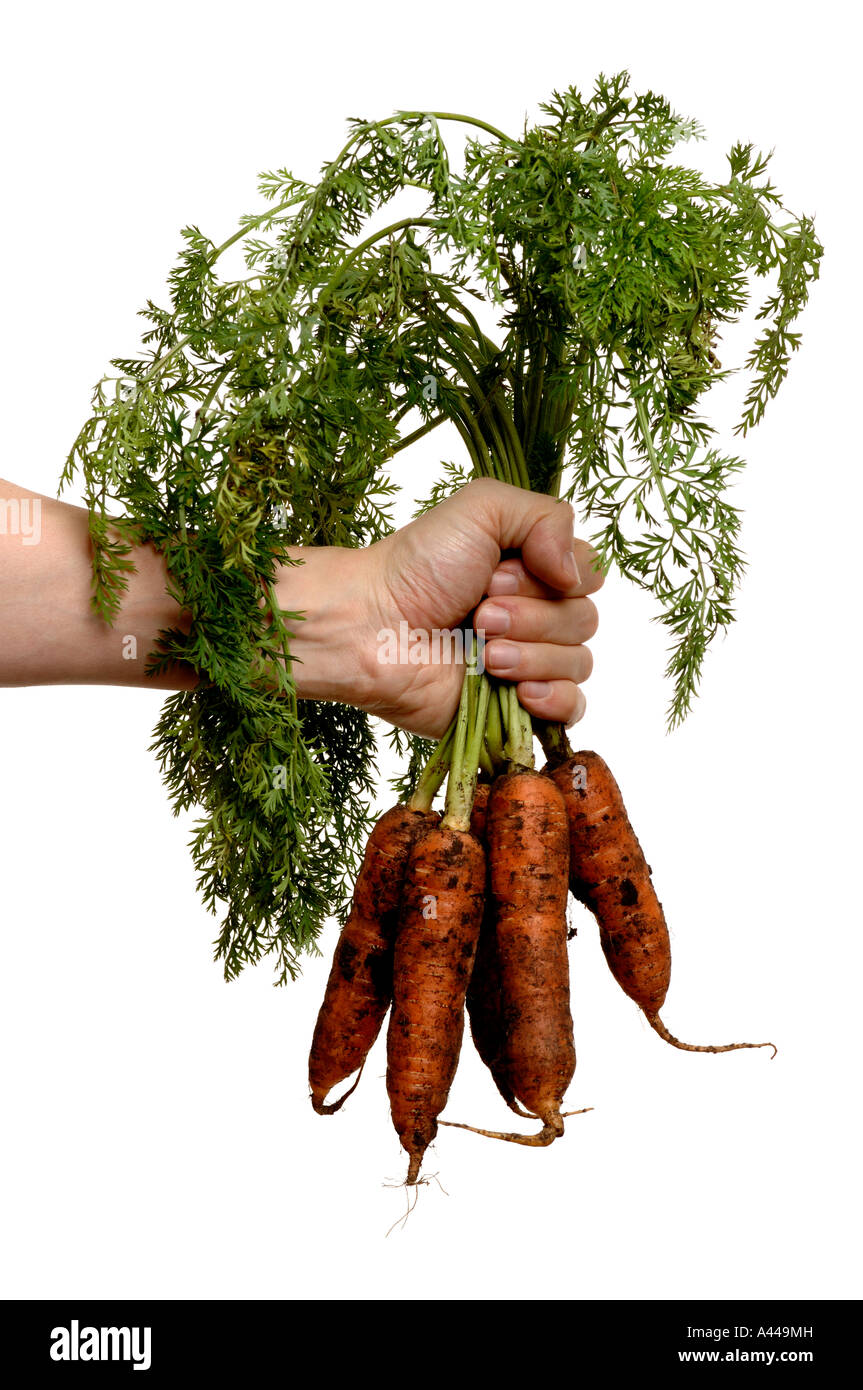 Hand holding carrots Stock Photo - Alamy